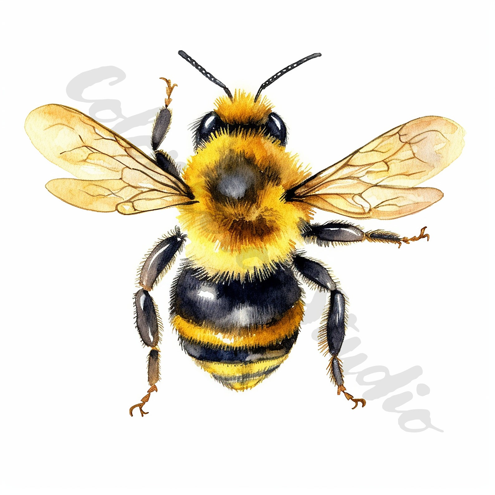 Watercolor Bumblebee Clipart 16 High Quality Pngs Digital - Etsy
