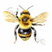 Watercolor Bumblebee Clipart - 16 High Quality Pngs - Digital Download ...