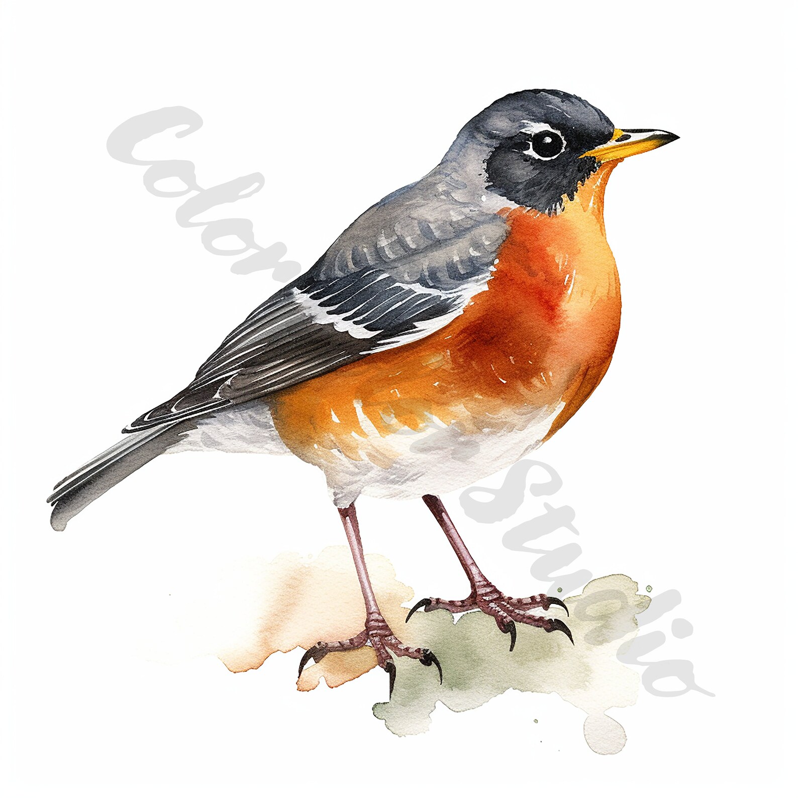Watercolor Robin Clipart - 16 High Quality Pngs - Digital Download ...