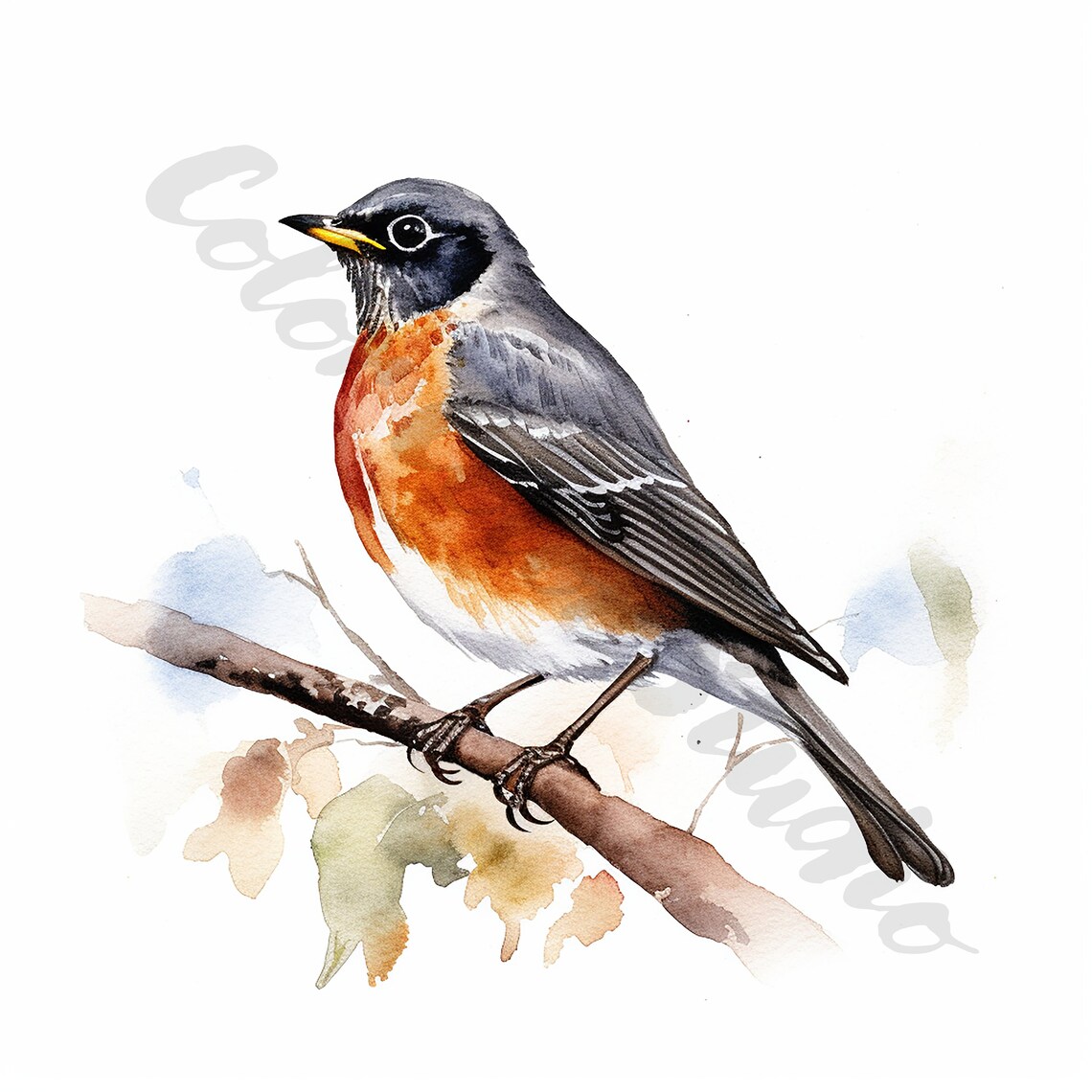 Watercolor Robin Clipart - 16 High Quality Pngs - Digital Download ...