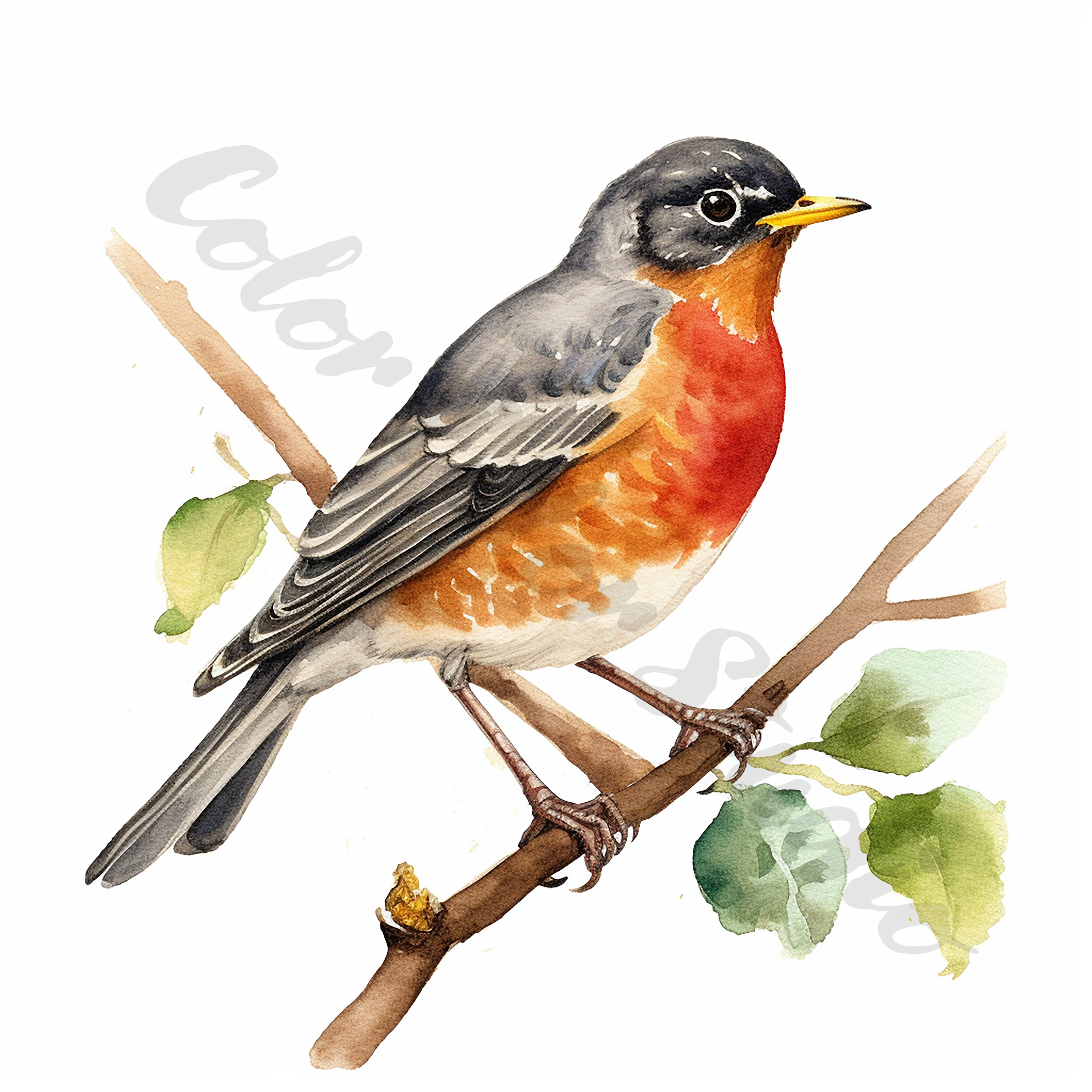 Watercolor Robin Clipart - 16 High Quality Pngs - Digital Download ...