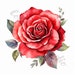 Watercolor Red Rose Clipart - 16 High Quality Pngs - Digital Download ...
