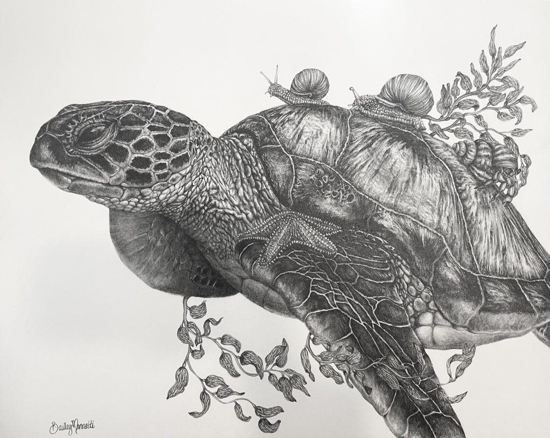 Turtle Graphite Drawing, 20inx16in - Etsy