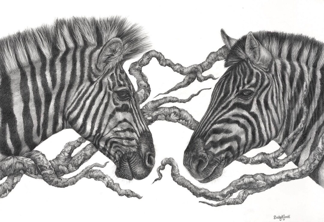 Zebra Drawing, 24in X 16.5in - Etsy