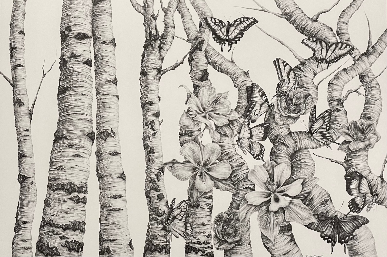 Twisted Aspen Tree Graphite Drawing Large - Etsy