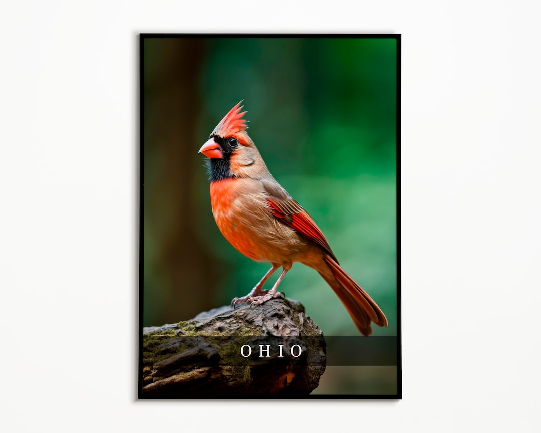 Ohio State Bird Northern Cardinal Photo Art Print State - Etsy