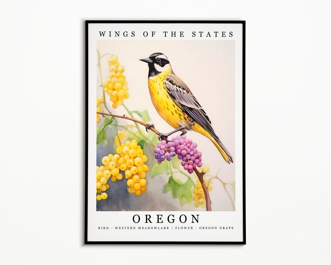 Oregon State Bird - Western Meadowlark and State Flower - Oregon Grape ...