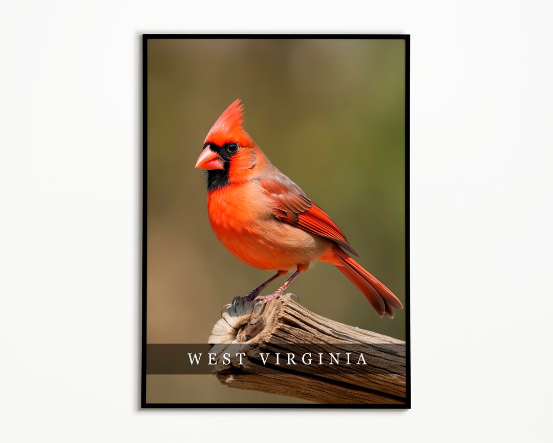 West Virginia State Bird Northern Cardinal Photo Art Print, State Bird ...