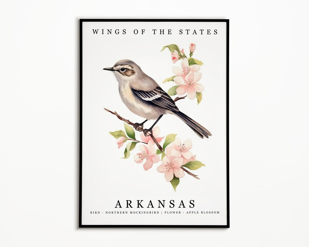Arkansas State Bird - Northern Mockingbird and State Flower - Apple ...