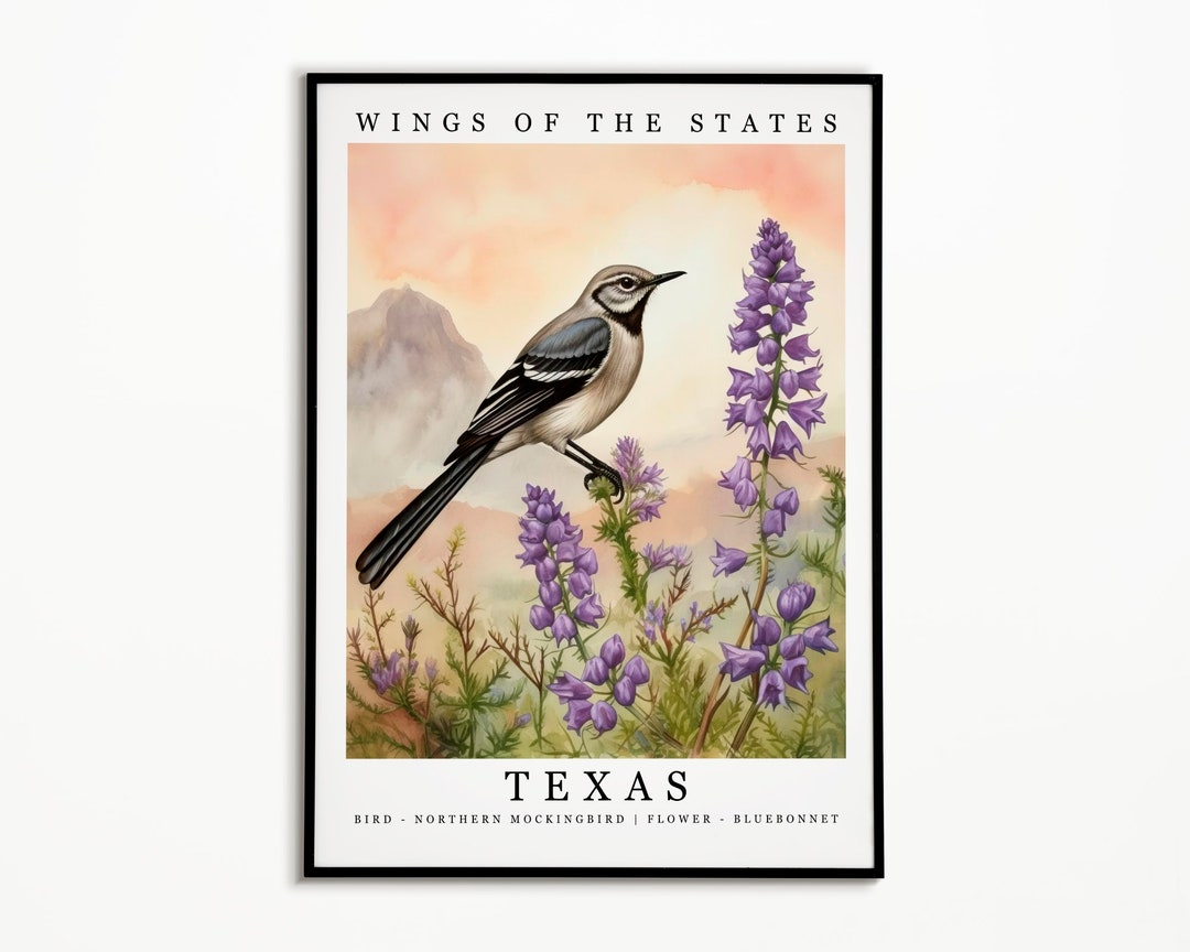 Texas State Bird - Northern Mockingbird and State Flower - Bluebonnet ...