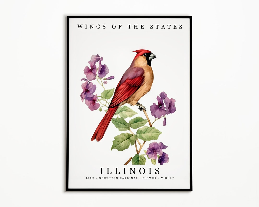 Illinois State Bird - Northern Cardinal and State Flower - Violet ...