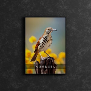 Georgia State Bird Brown Thrasher Photo Art Print State - Etsy