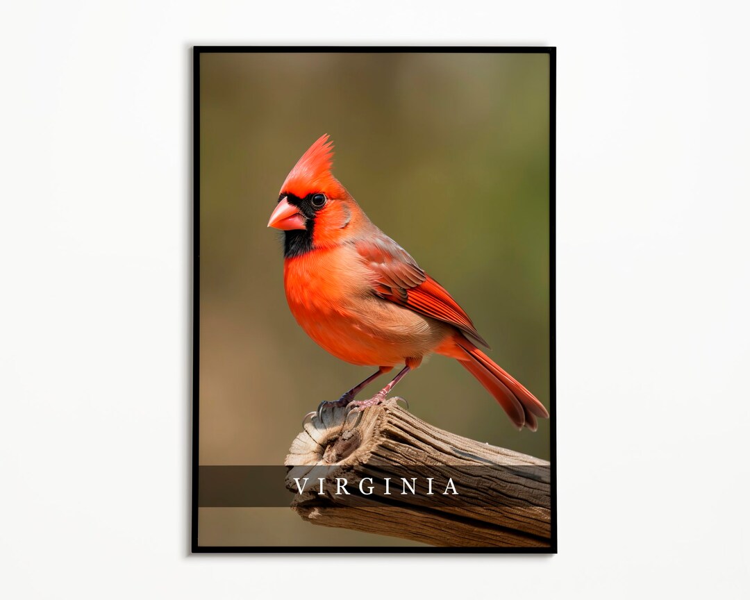 Virginia State Bird - Northern Cardinal Photo Art Print, State Bird ...