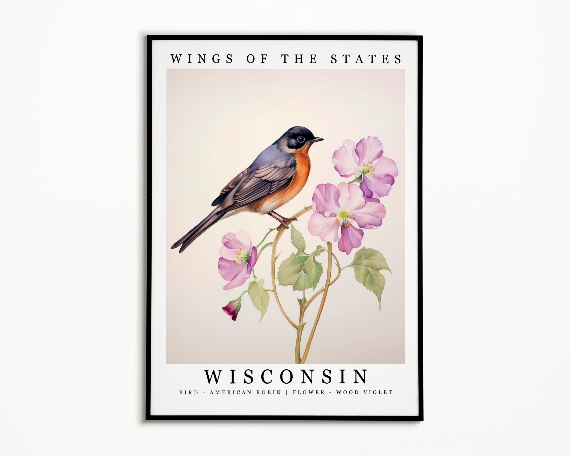 Wisconsin State Bird - American Robin and State Flower - Wood Violet ...