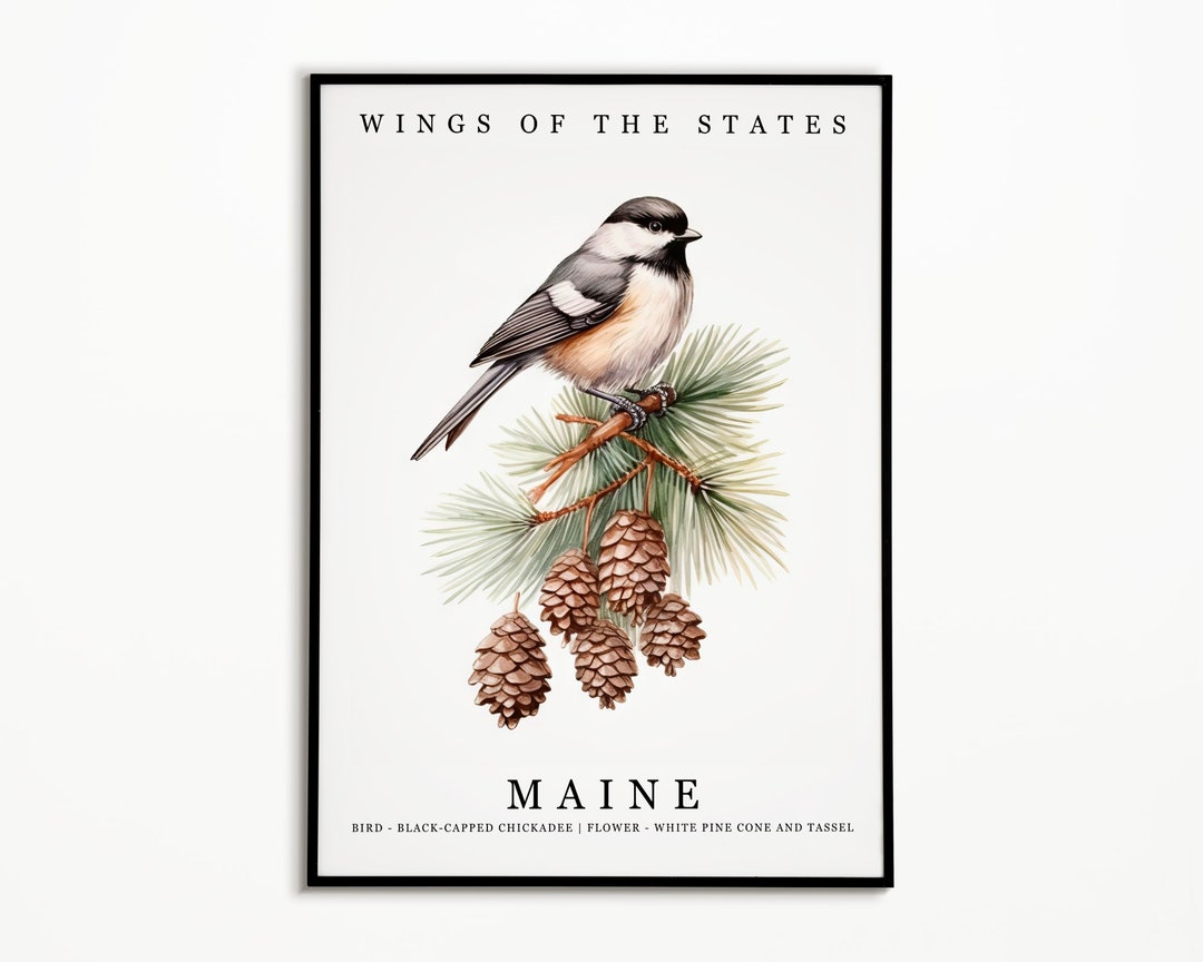 Maine State Bird - Black-capped Chickadee and State Flower - White Pine ...