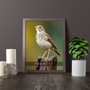 Vermont State Bird Hermit Thrush Photo Art Print, State Bird Poster ...