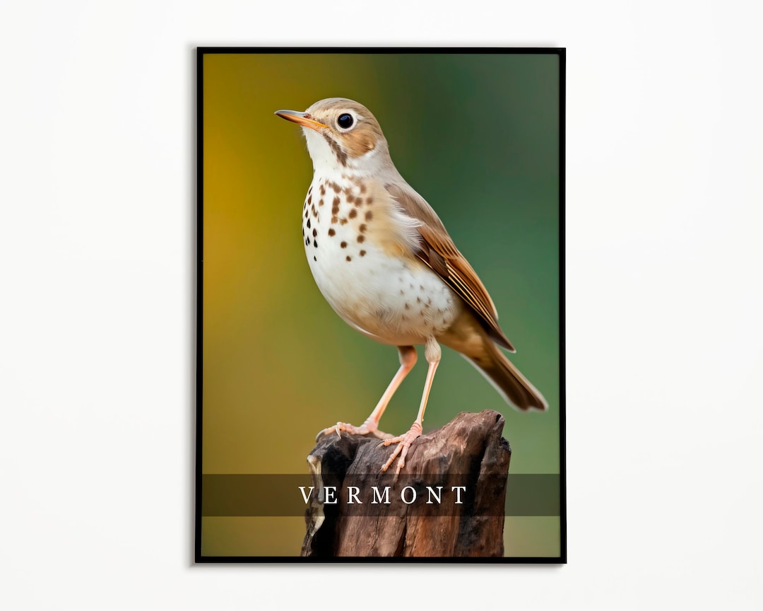 Vermont State Bird Hermit Thrush Photo Art Print, State Bird Poster ...
