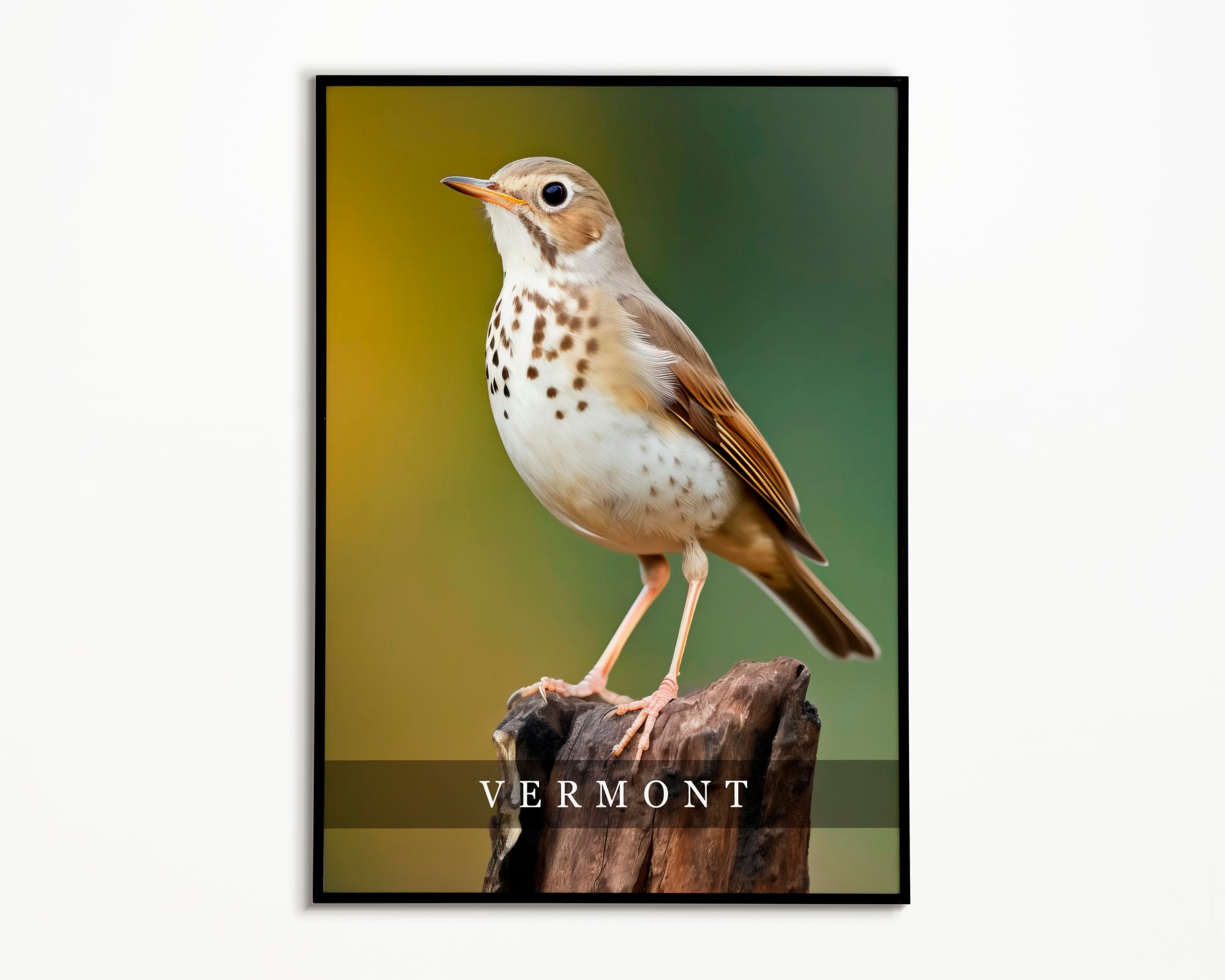 Vermont State Bird Hermit Thrush Photo Art Print State Bird - Etsy