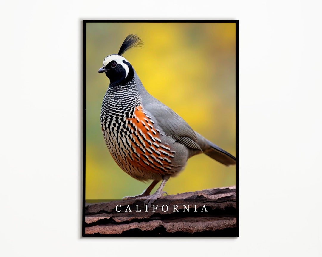 California State Bird California Quail Photo Art Print, State Bird ...