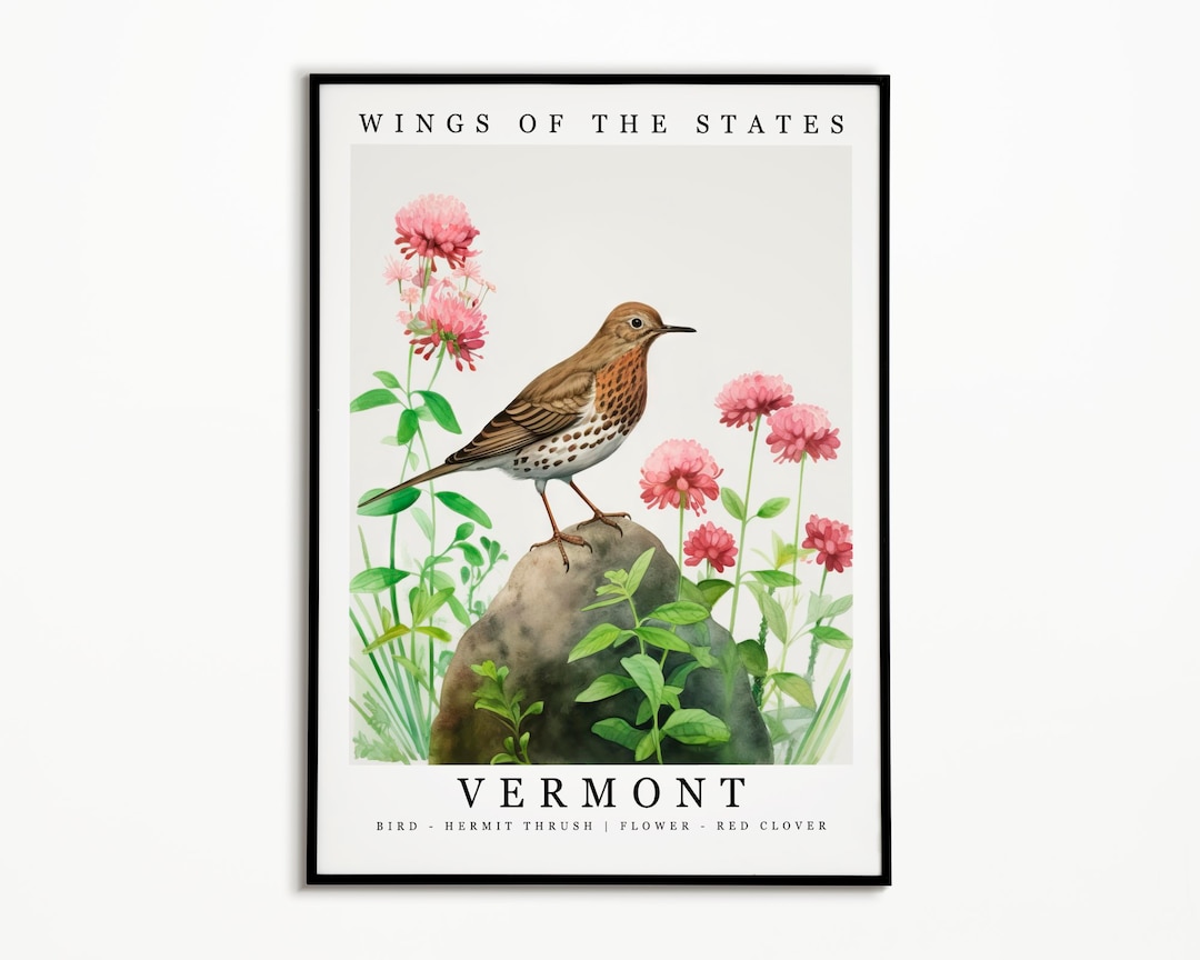 Vermont State Bird - Hermit Thrush and State Flower - Red Clover ...