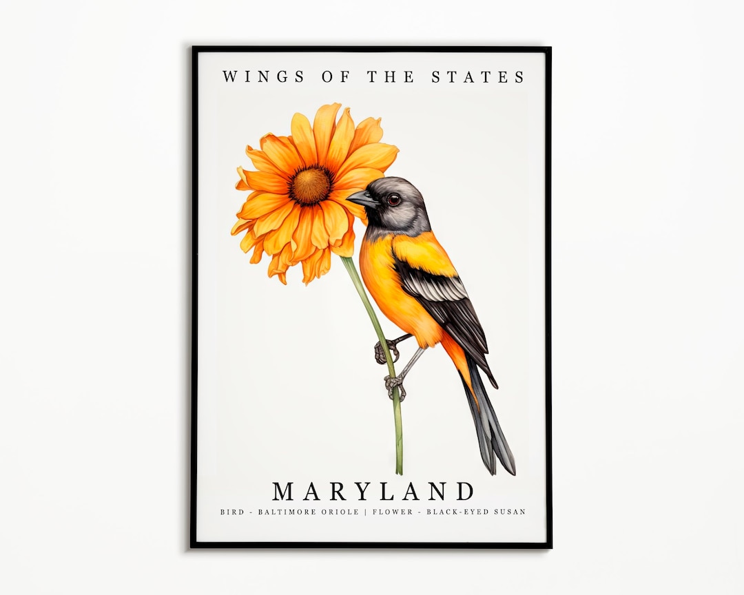 Maryland State Bird - Baltimore Oriole and State Flower - Black-eyed ...