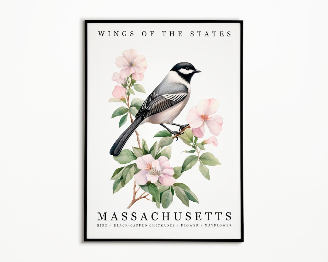 Massachusetts State Bird - Black-capped Chickadee and State Flower ...