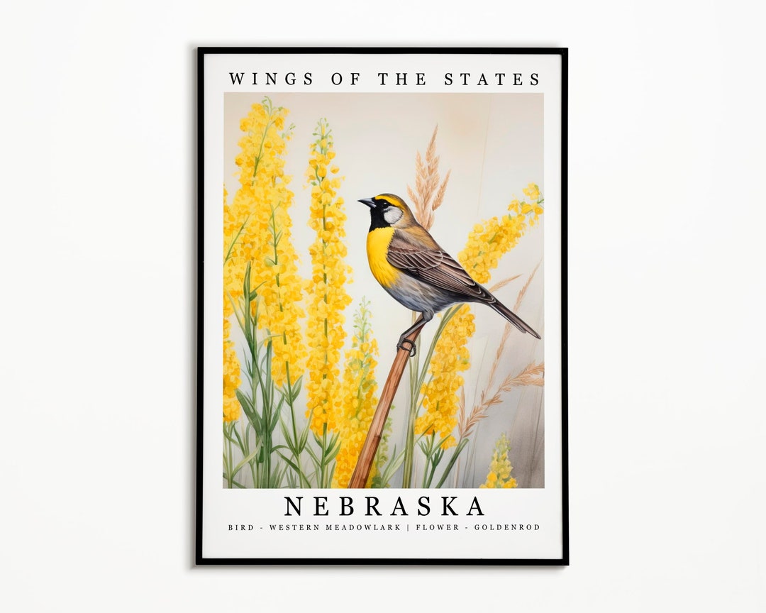 Nebraska State Bird - Western Meadowlark and State Flower - Goldenrod ...