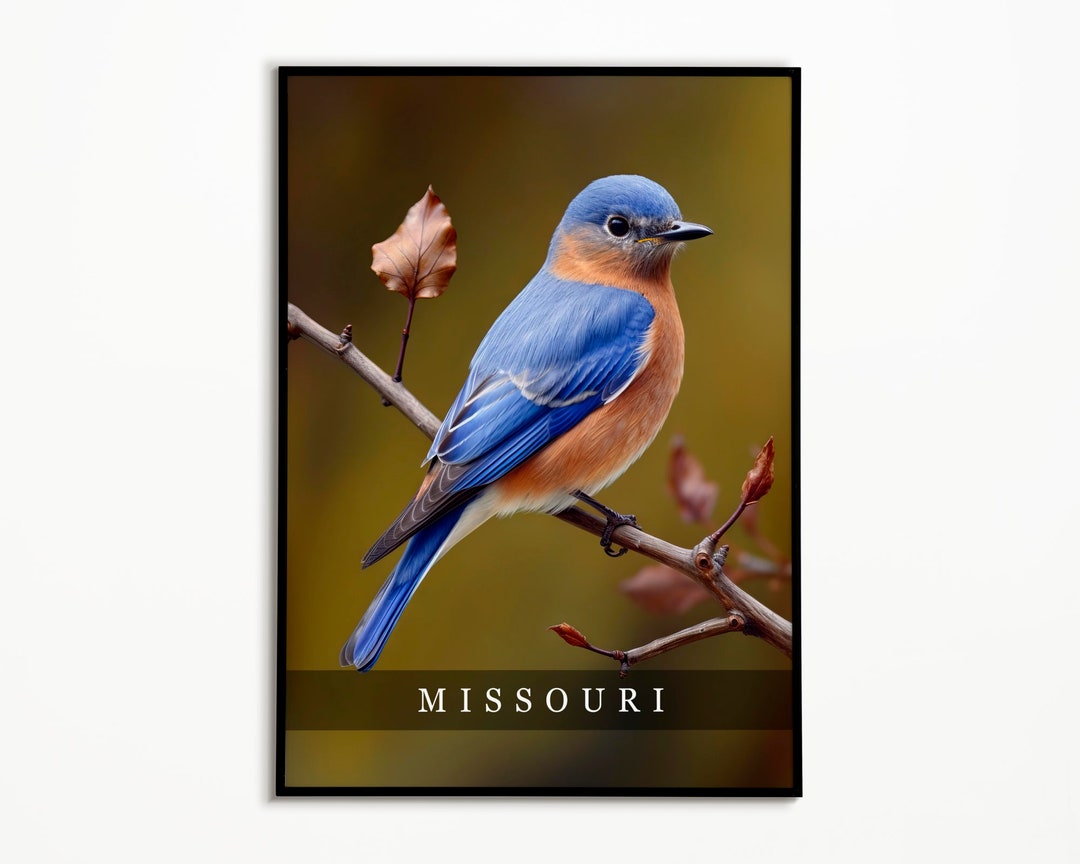 Missouri State Bird Eastern Bluebird Photo Art Print, State Bird Poster ...