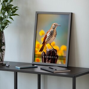 Georgia State Bird Brown Thrasher Photo Art Print State - Etsy