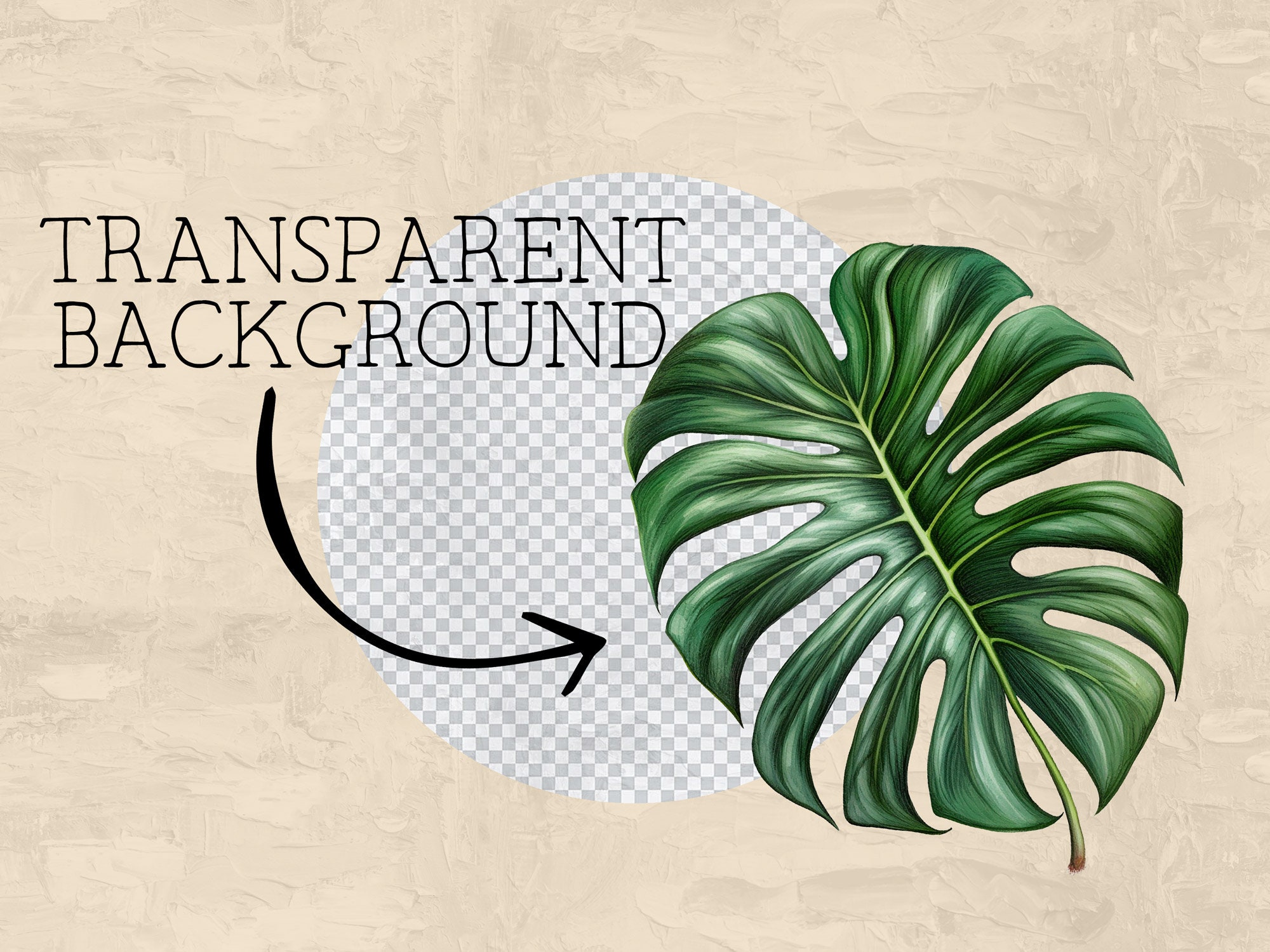 Monstera Leaf | 8 Illustrated Clip Art Jungle Transparent Background ...
