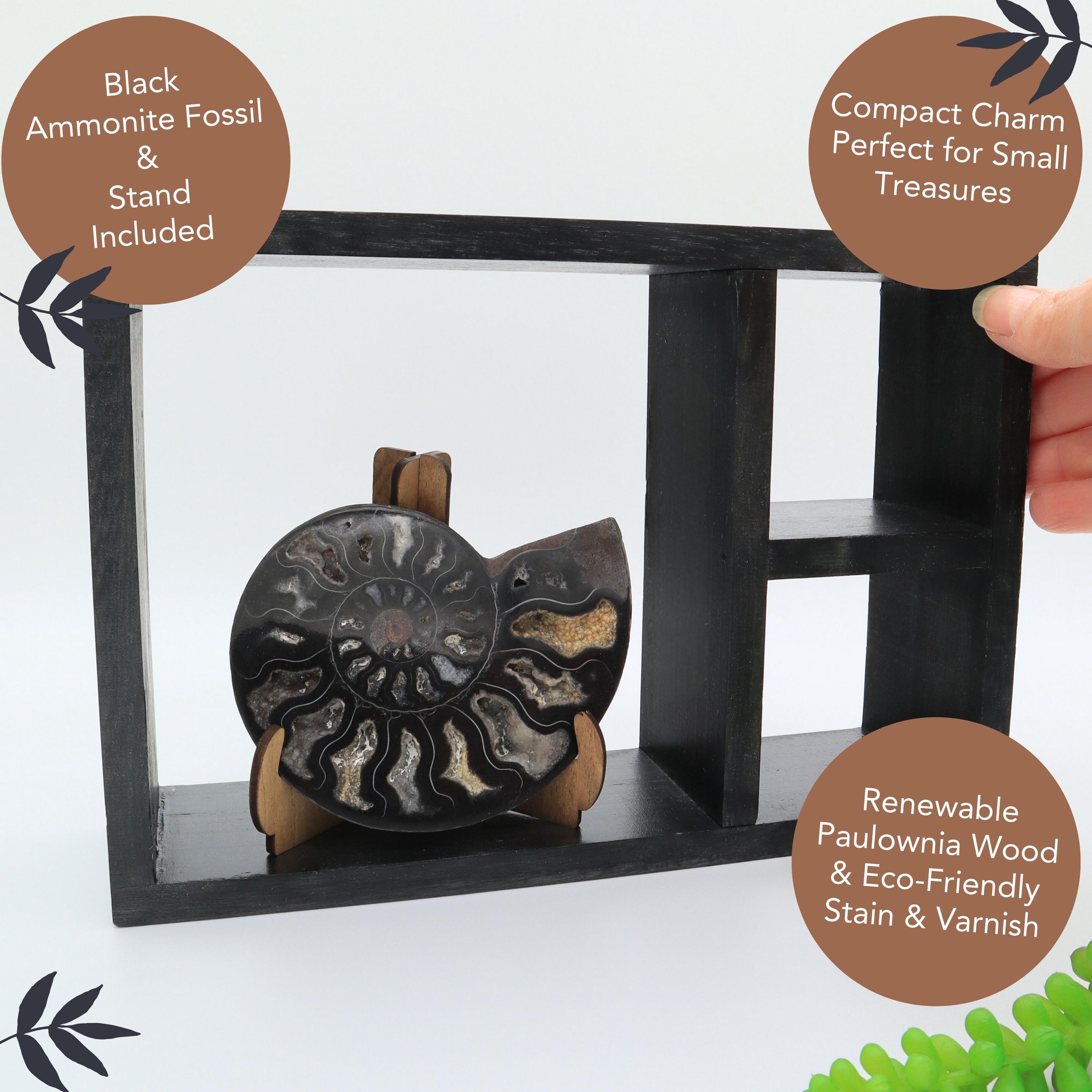 Display Shelf With Black Ammonite Fossil + Stand, Wall-mounted Floating ...