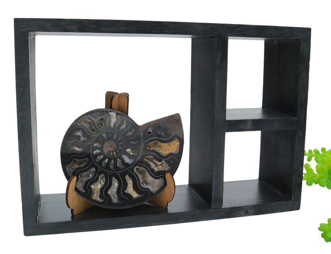 Display Shelf With Black Ammonite Fossil + Stand, Wall-mounted Floating ...