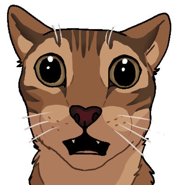 Surprised Face Meme Cat