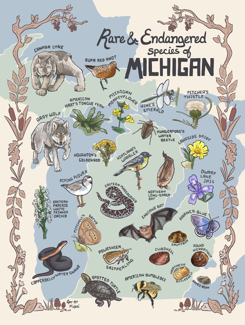 Michigan Rare & Endangered Species Poster Animals of Michigan ...