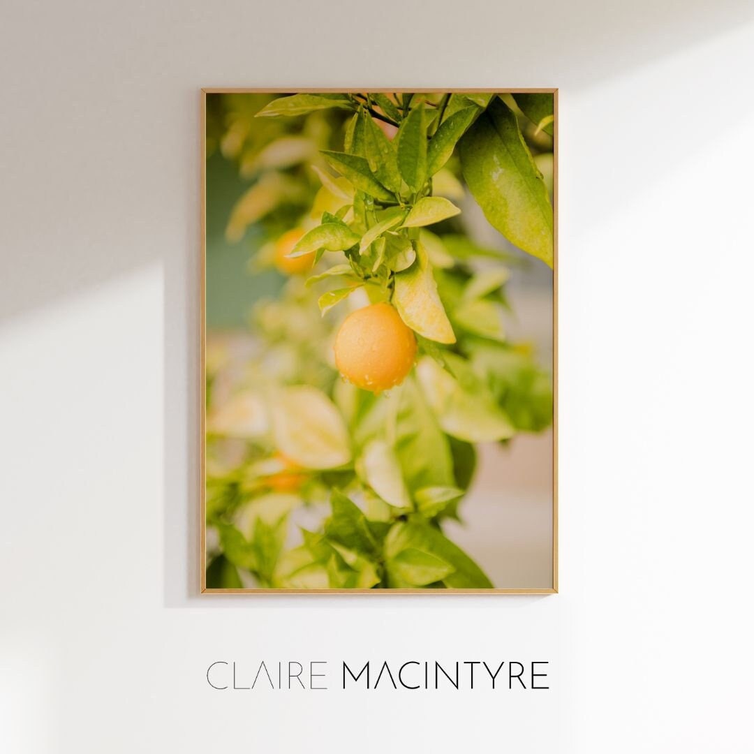 Provence Lemon Tree Photography Print, French Wall Art - Etsy