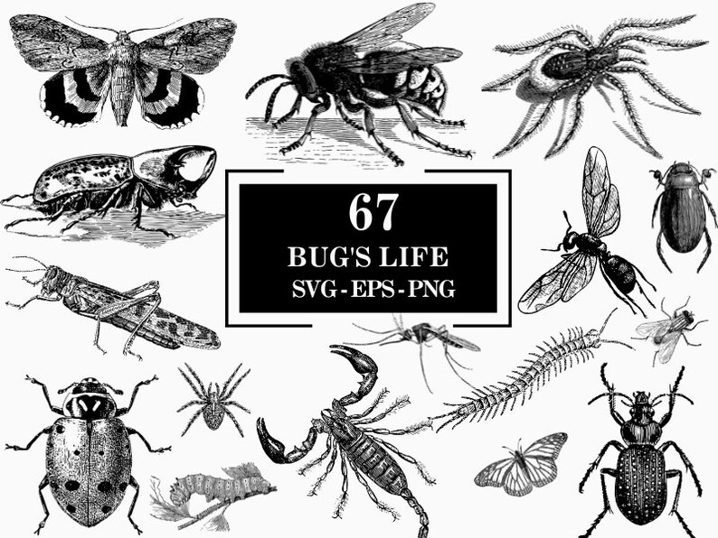 Paquete SVG de insectos 67 diseños para uso comercial, perfecto para ...