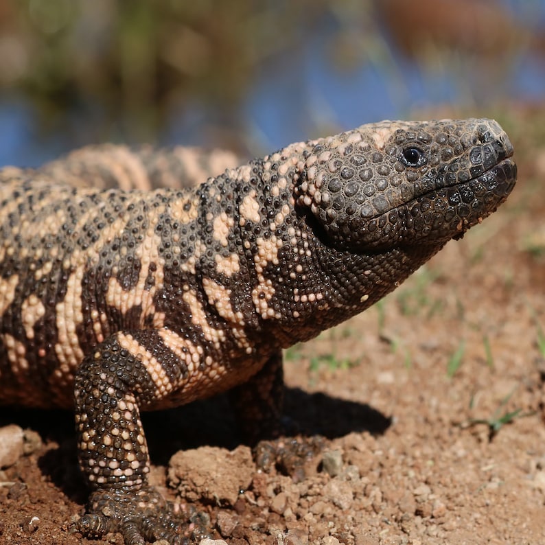 Gila Monster - Etsy
