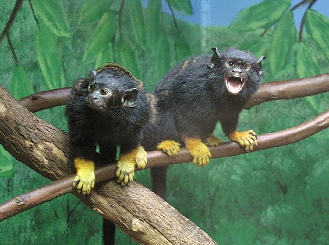 Red Handed Tamarin - Etsy