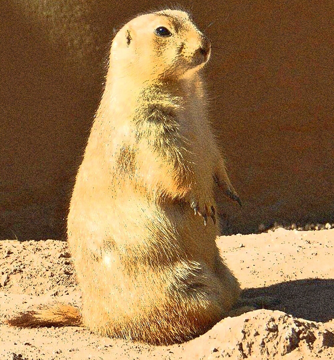 Prairie Dog Art - Etsy