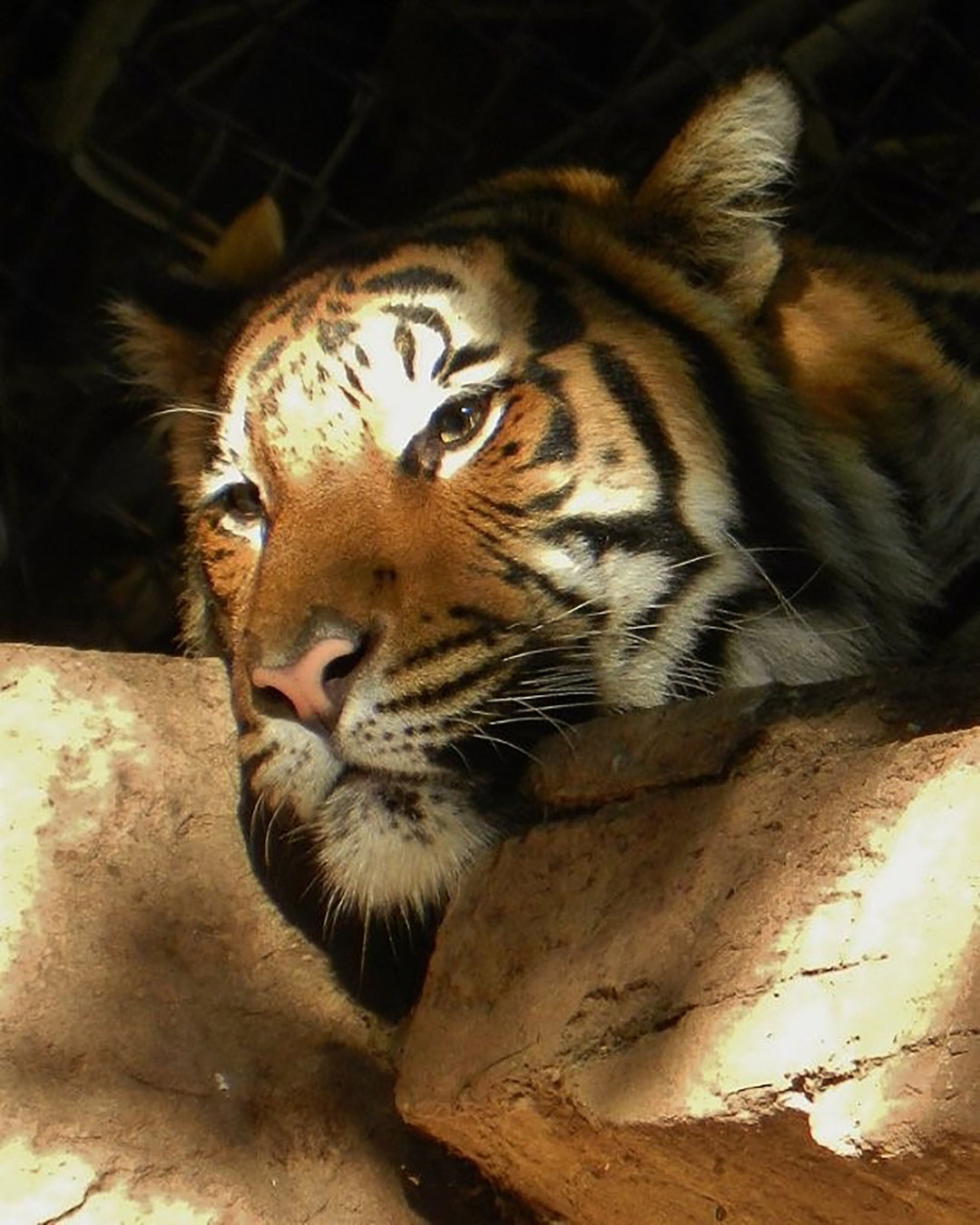 Tiger Etsy
