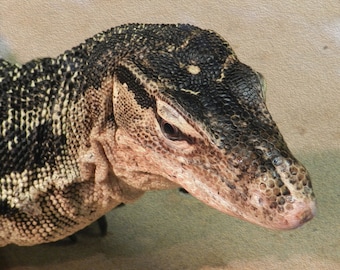 Asian Water Lizard Monitor Figurine | 3D Printed Articulated Reptile ...