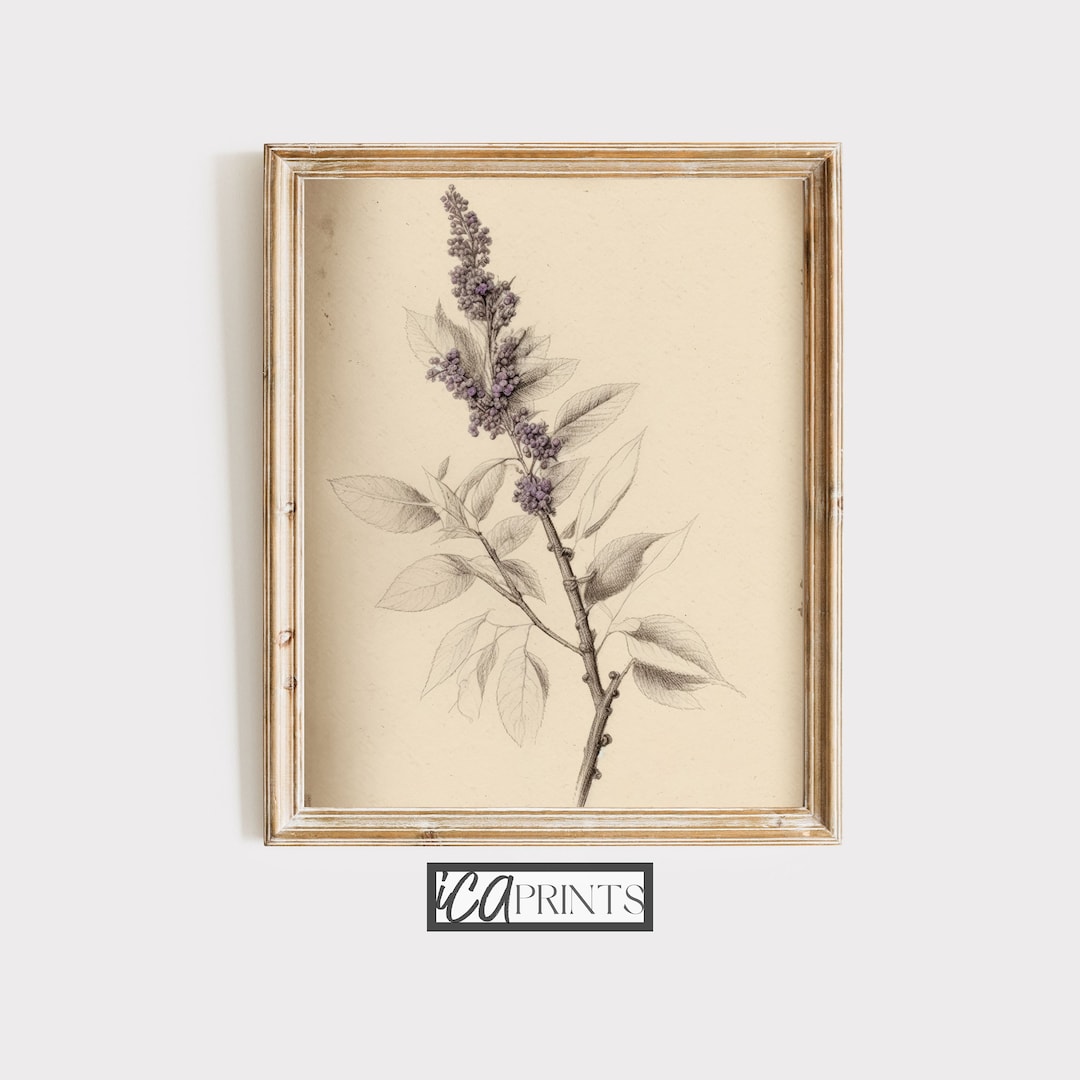 Lilac Art Print Vintage Pencil Sketch Floral Botanical Illustration ...
