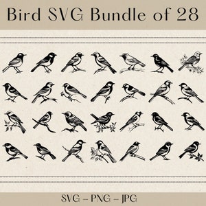 Vogel svg, Vogel svg Bundle, Vogel Silhouette, Vogel geschnitten ...