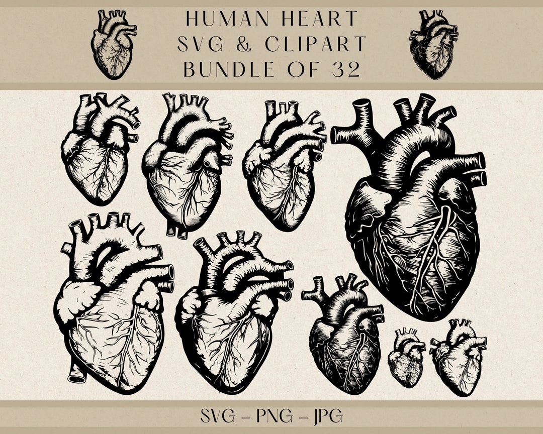 Human Heart SVG, Human Heart Clipart, Human Heart Png, Human Heart ...