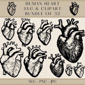 Human Heart SVG, Human Heart Clipart, Human Heart Png, Human Heart ...