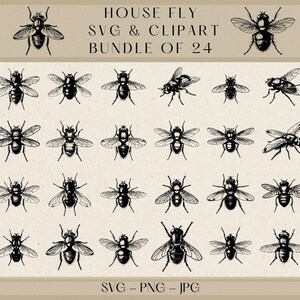House Fly Svg, Fly Svg, Fly Clipart, Fly Vector, Fly Silhouette, Fly ...