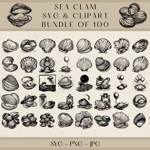 Sea Clam SVG, Sea Clam Clipart, Sea Clam Png, Sea Clam Vector, Seashell ...