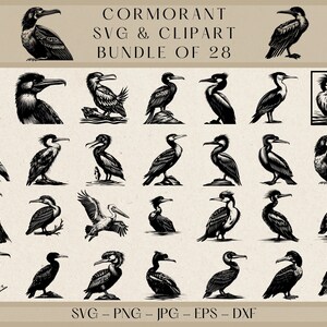 Cormorant Svg, Cormorant Png, Cormorant Clipart, Cormorant Vector ...