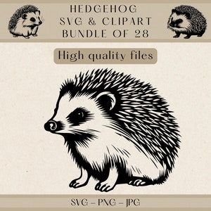 Hedgehog SVG, Hedgehog PNG, Hedgehog Clipart, Hedgehog Vector, Hedgehog ...