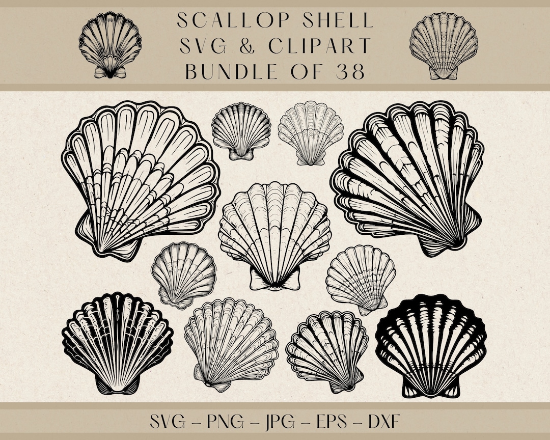 Scallop Shell SVG, Scallop Shell Clipart Scallop Vector, Scallop ...